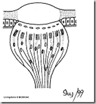 Biogenmol: Ojos simples, ojos compuestos...todo un mundo de percepciones